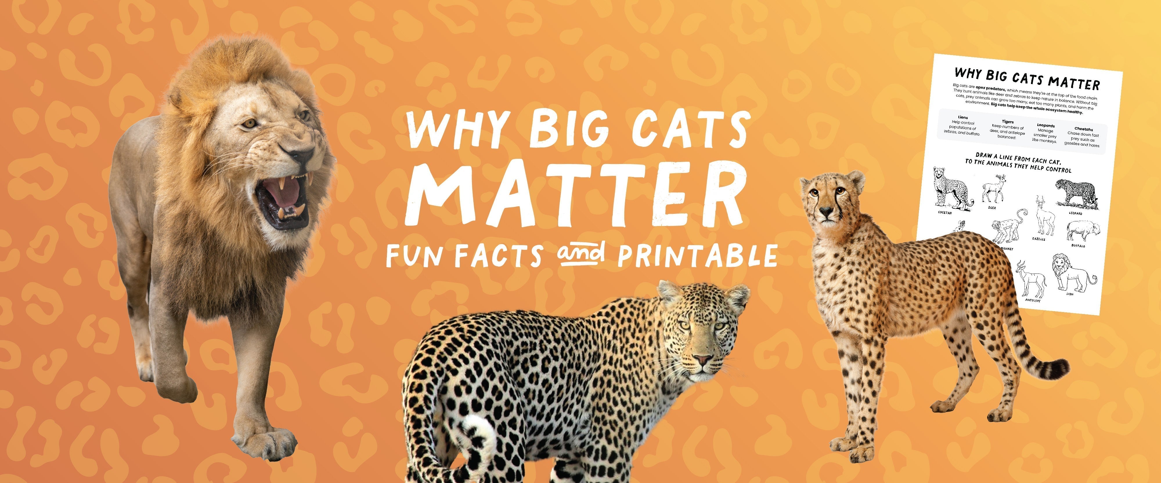 Celebrate International Cat Day with Big Cat Facts! – edZOOcation