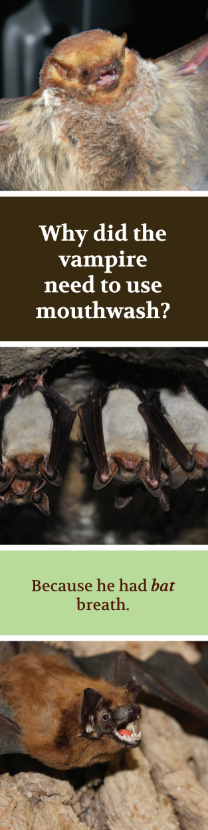 Bookmark: Bat – edZOOcation