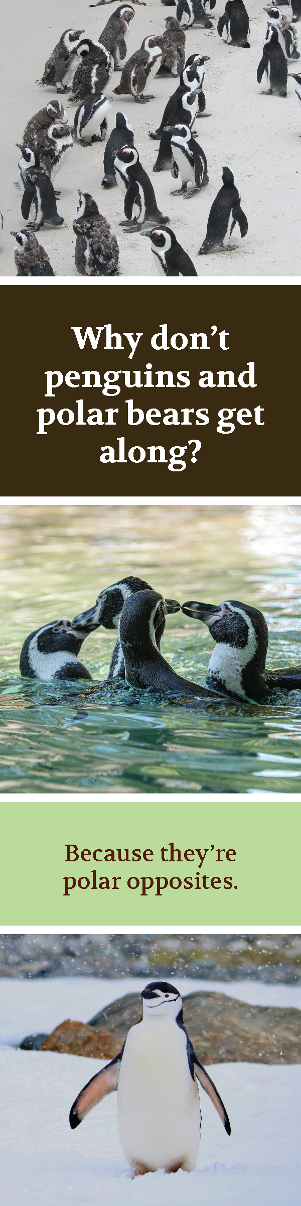 Penguin Bookmark – edZOOcation