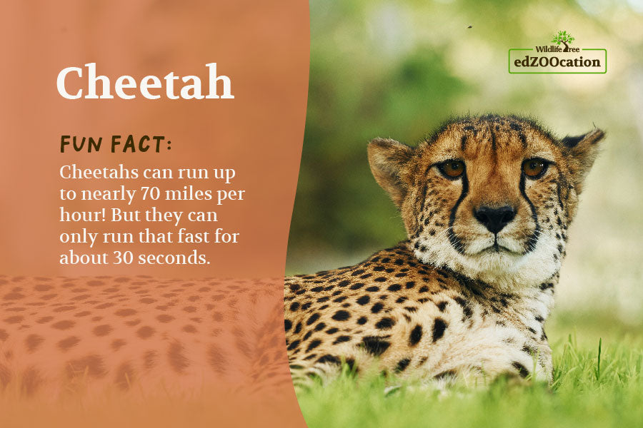 Postcard: Cheetah – edZOOcation