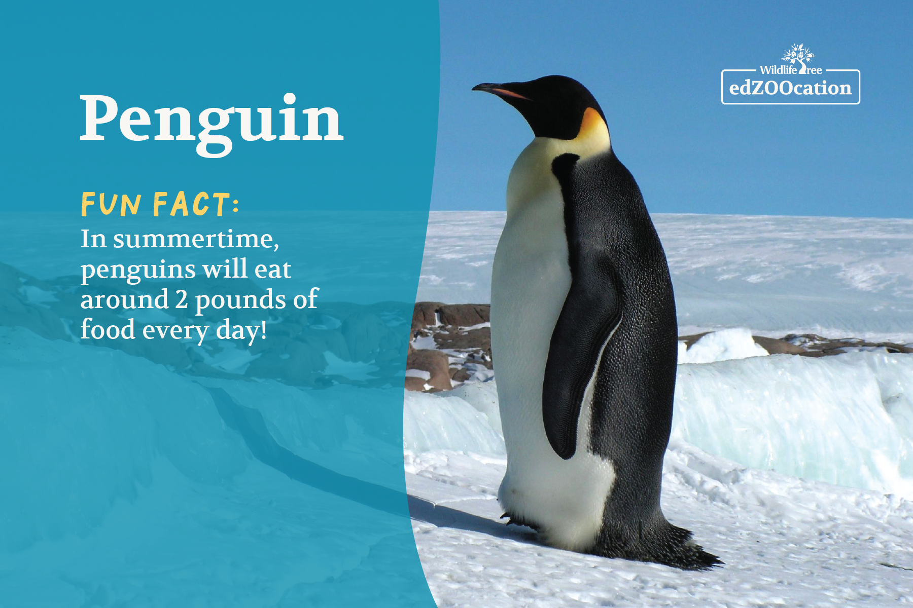 Postcard: Penguin – edZOOcation