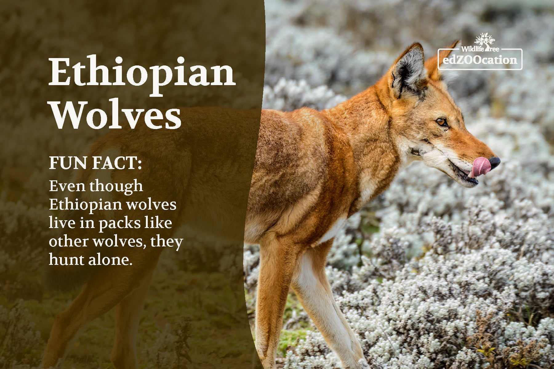 Postcard: Wolf – edZOOcation