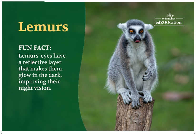 Postcard: Lemur – edZOOcation