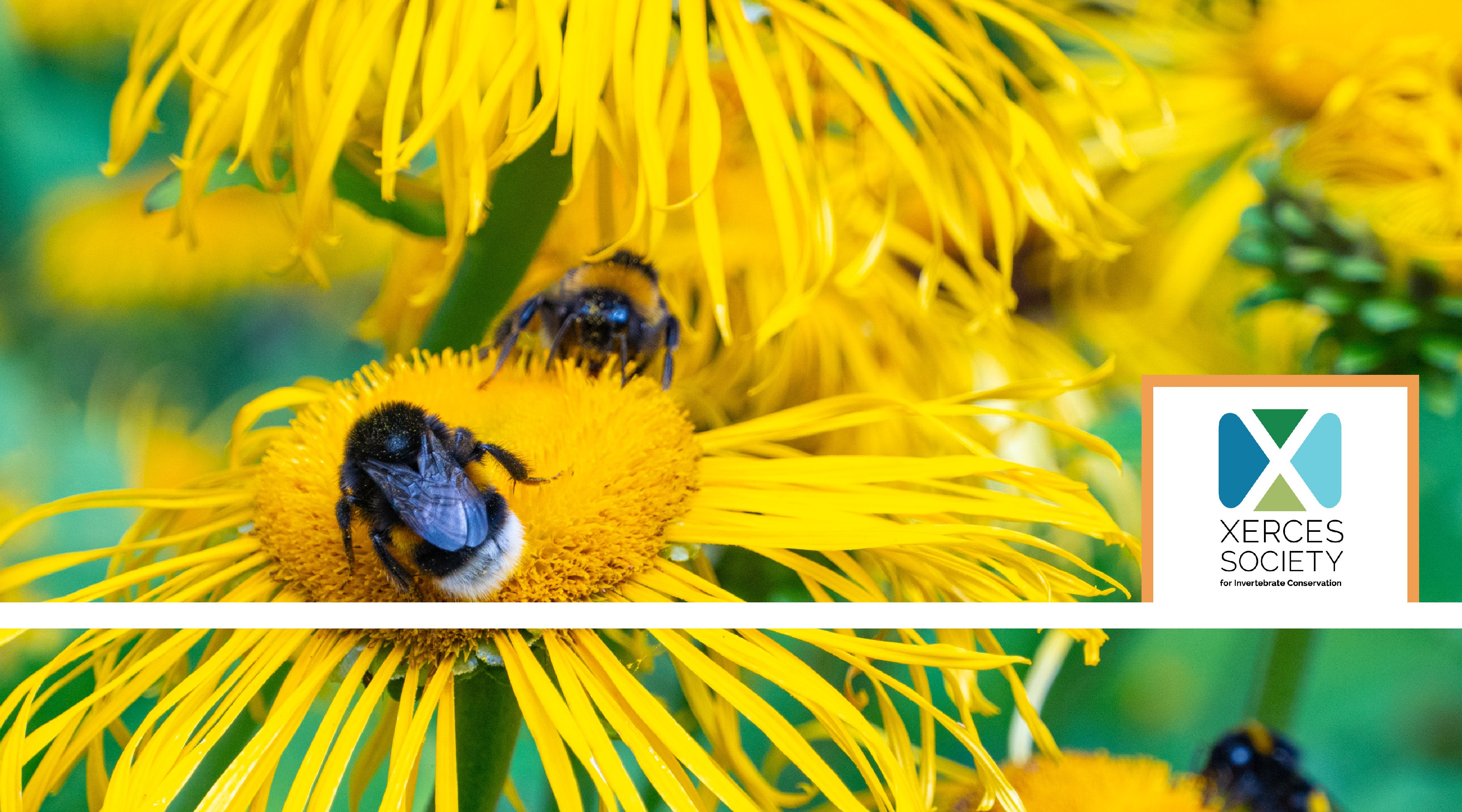 Partnership with Xerces Society: Invertebrate Conservation and Early ...