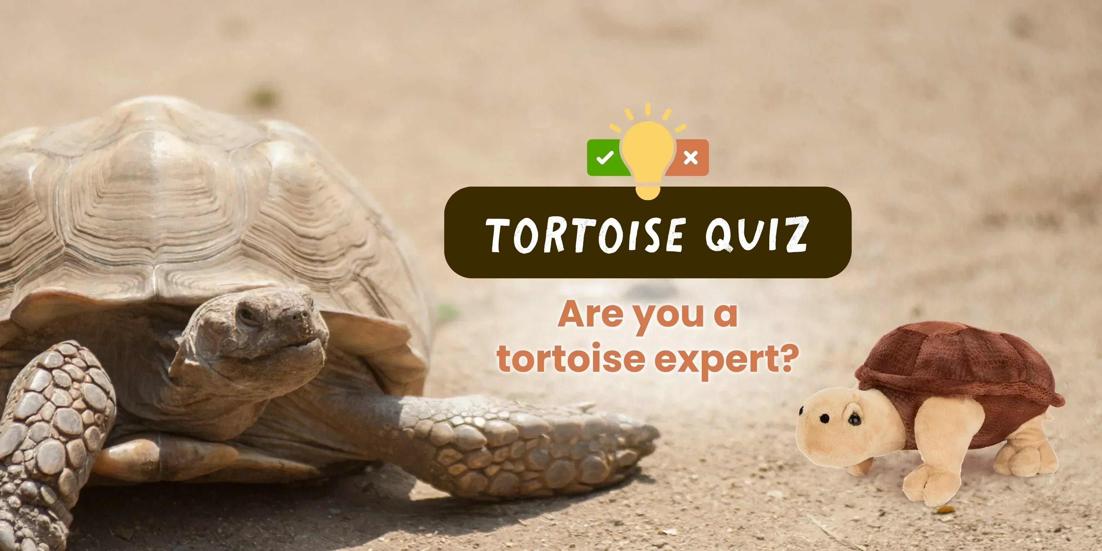 African Spurred Tortoise Facts for Kids (Fun Desert Animal Quiz + Answ ...