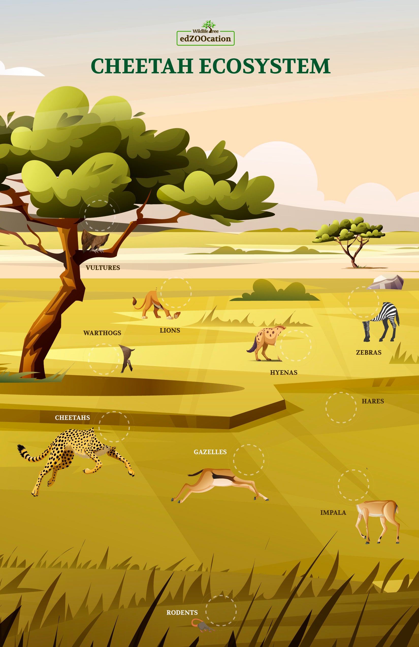 Ecosystem Poster w/ Stickers: Cheetah – edZOOcation