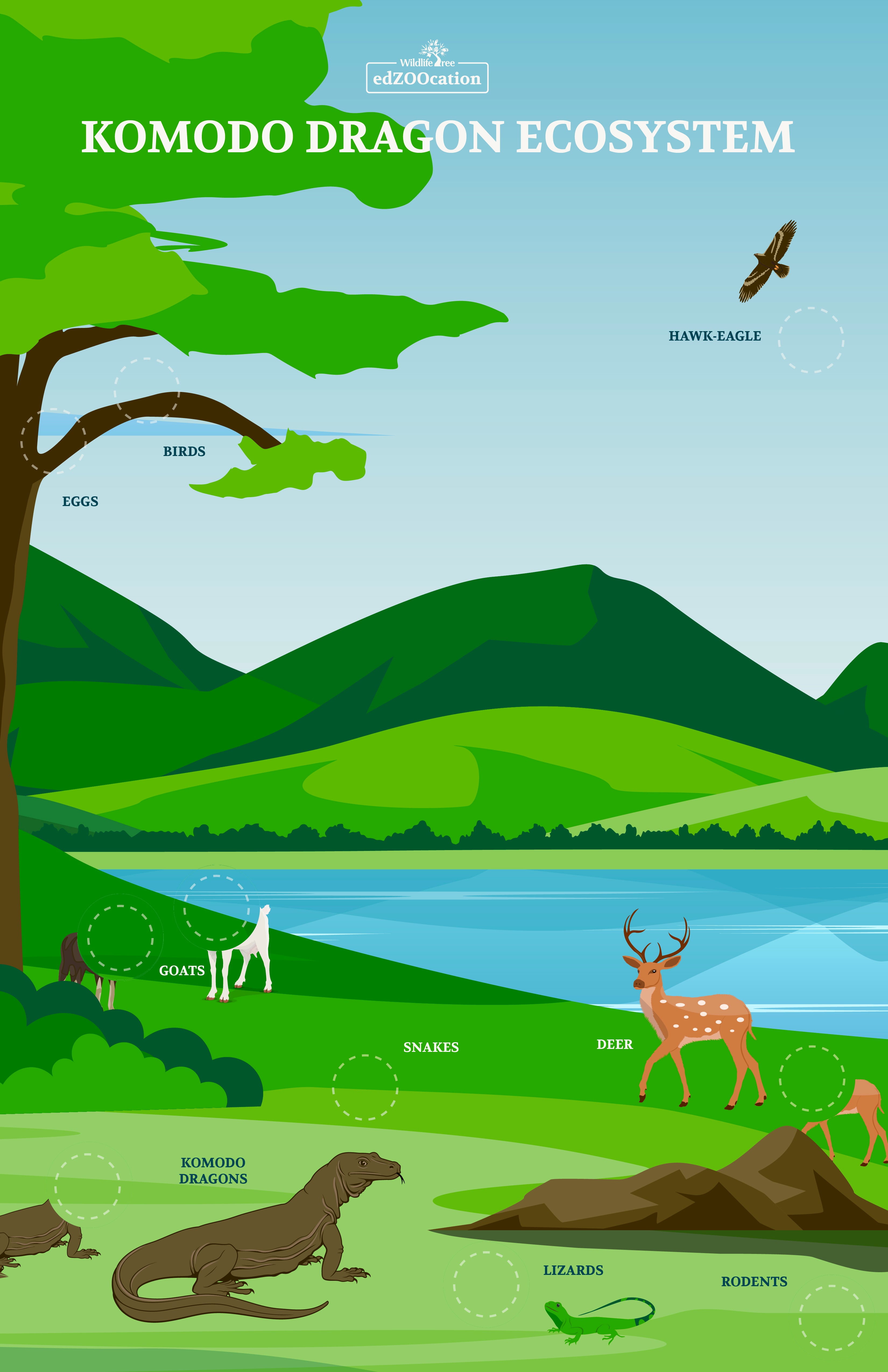 Ecosystem Poster w/ Stickers: Komodo Dragon – edZOOcation