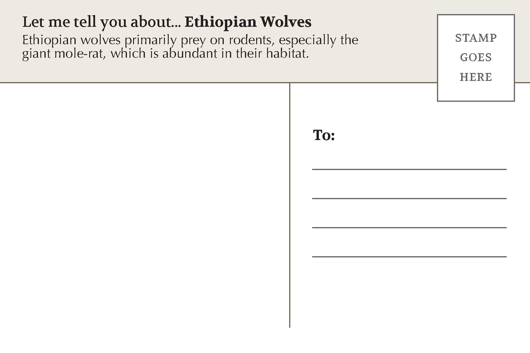 Postcard: Wolf – edZOOcation