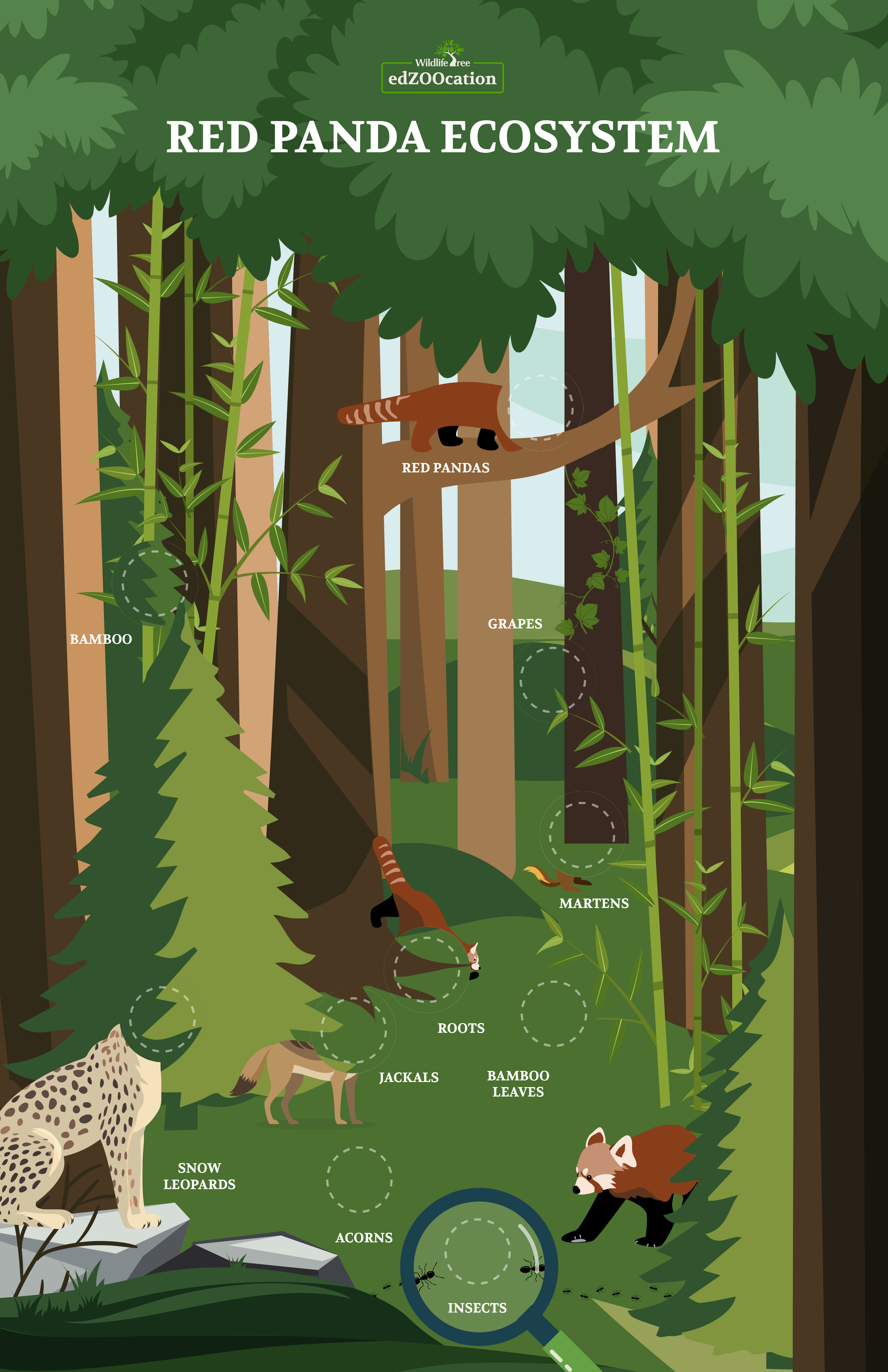 Ecosystem Poster w/ Stickers: Red Panda – edZOOcation
