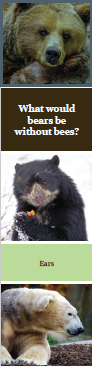 Andean Bear Bookmark – edZOOcation