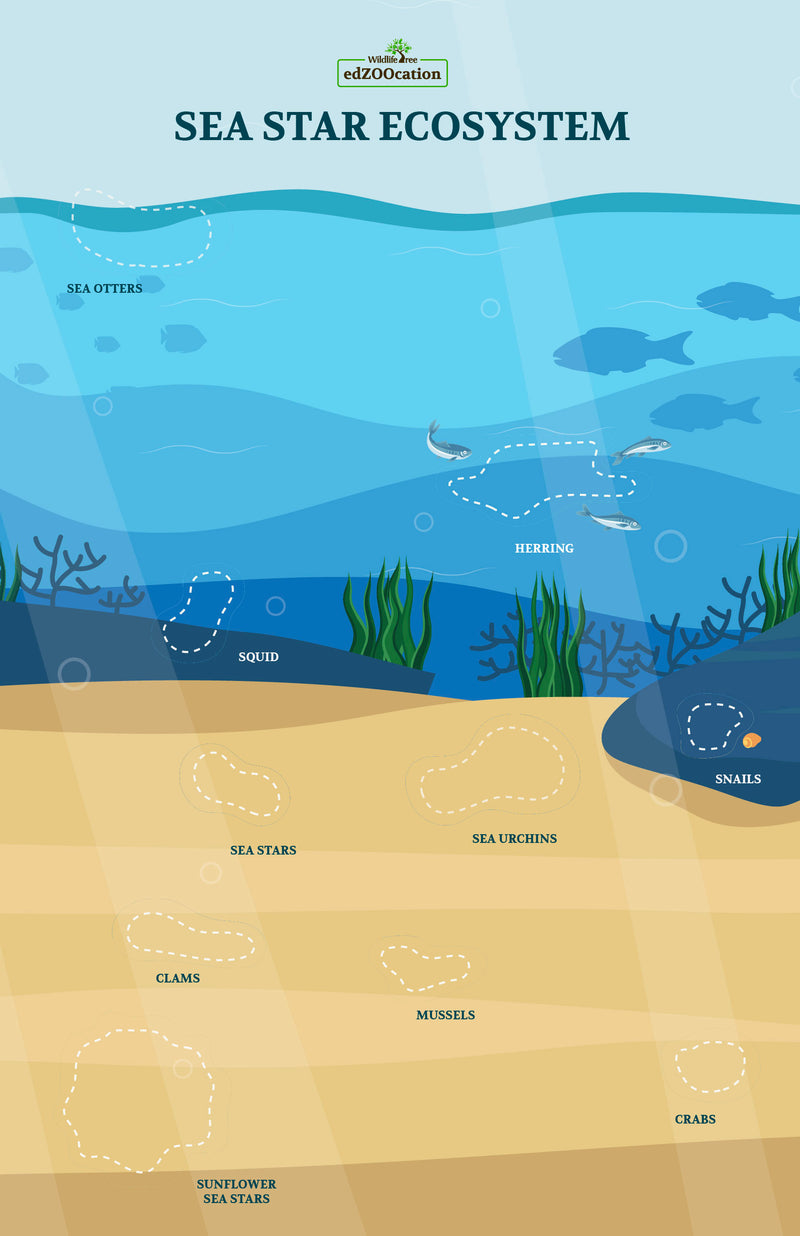 Ecosystem Poster w/ Stickers: Sea Star – edZOOcation