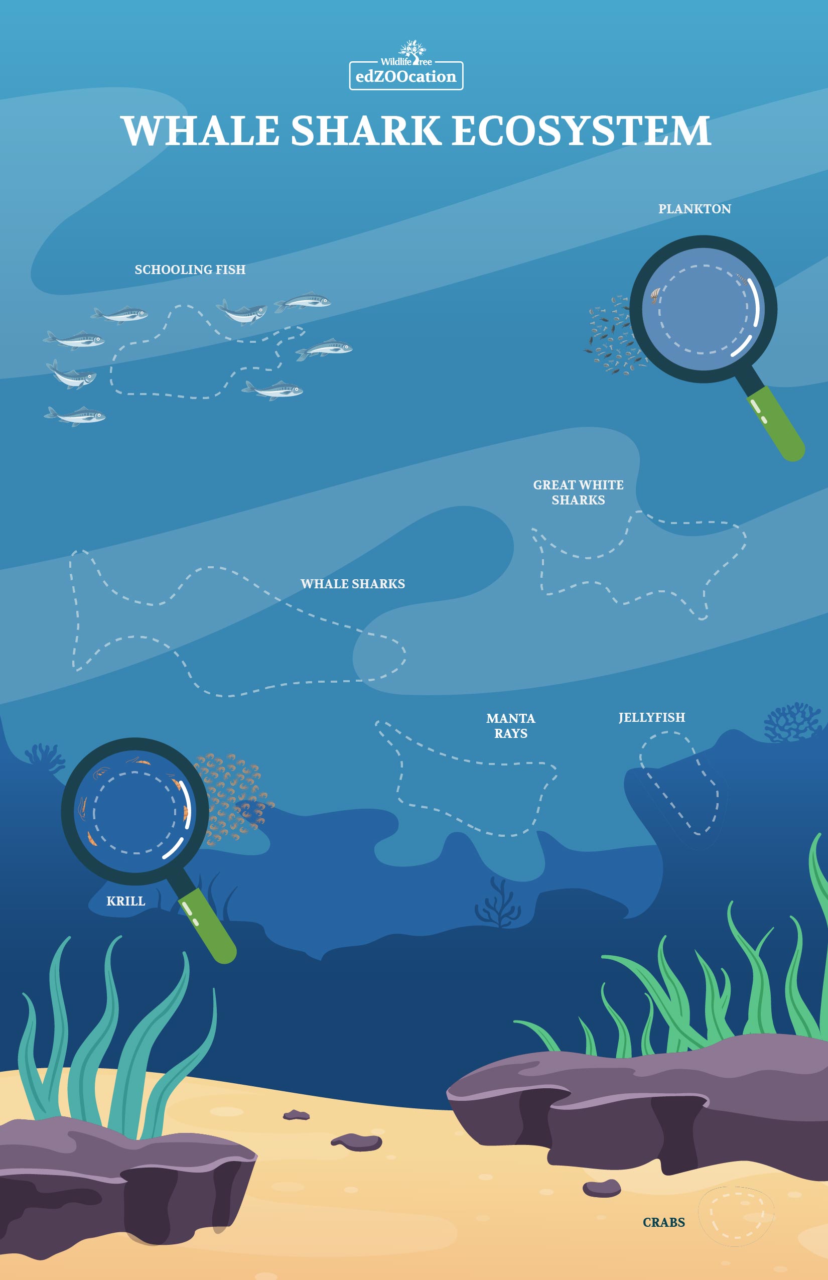 Ecosystem Poster w/ Stickers: Whale Shark – edZOOcation