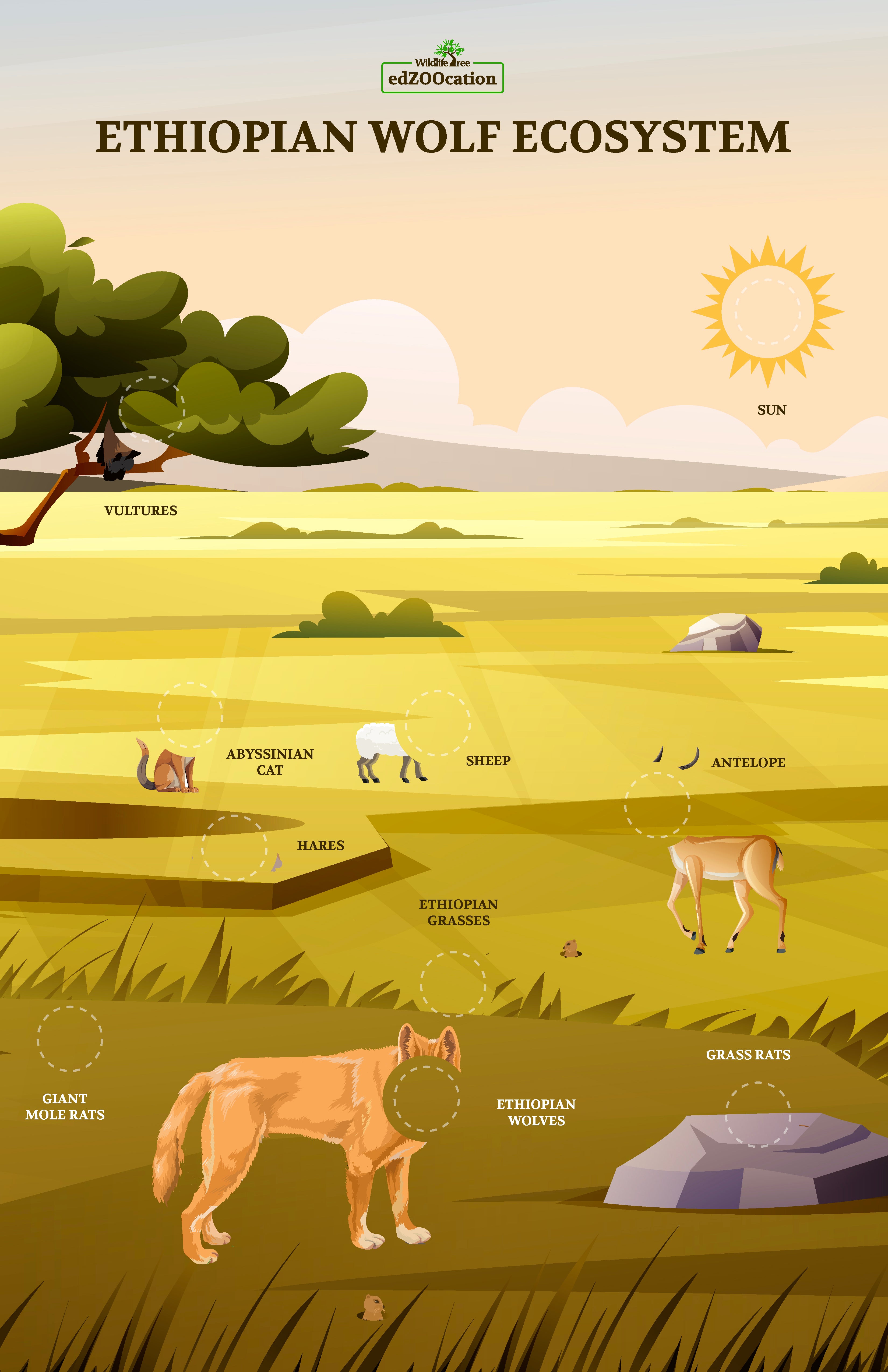 Ecosystem Poster w/ Stickers: Wolf – edZOOcation