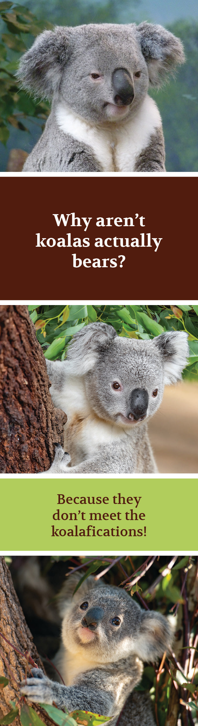 Koala Bookmark – edZOOcation